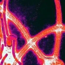 Zmapp | The Scientist