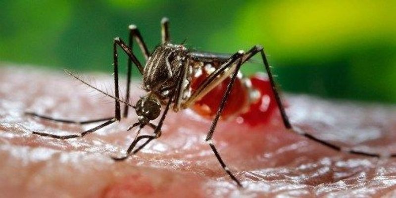 Zika Update | The Scientist