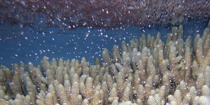 Image of the Day: Sea Spawn | The Scientist Magazine®