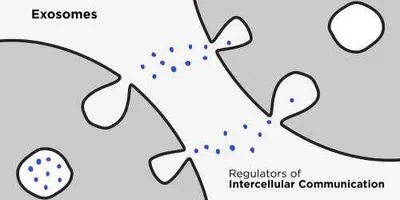 Beckman Coulter: Exosome Isolation | The Scientist