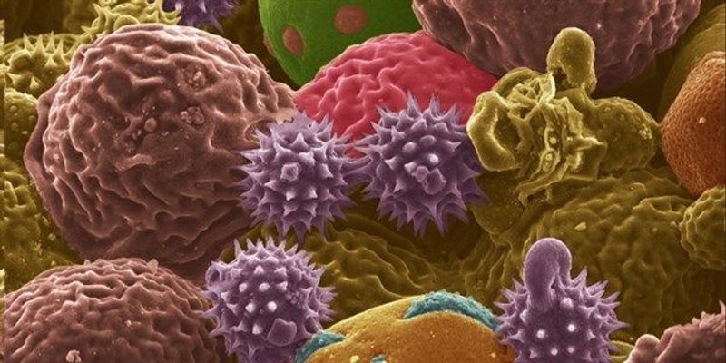Image of the Day: Pollen Power | The Scientist Magazine®