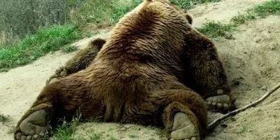 Hibernation Helpers | The Scientist