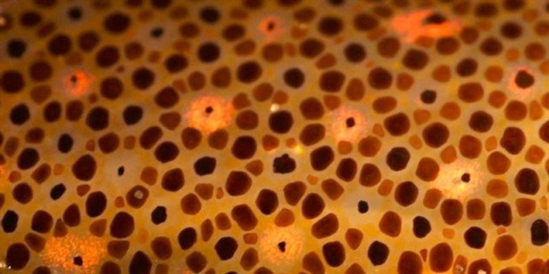 Image of the Day: Spotty Skin | The Scientist