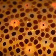 Image of the Day: Spotty Skin | The Scientist
