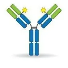 Amber Codon | The Scientist