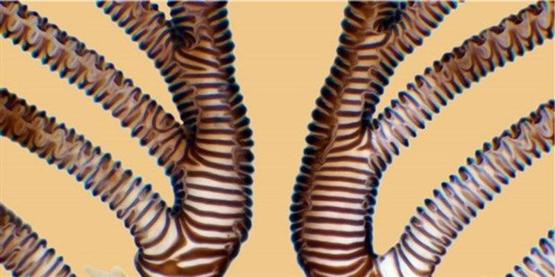 Image of the Day: Taste Tubes | The Scientist