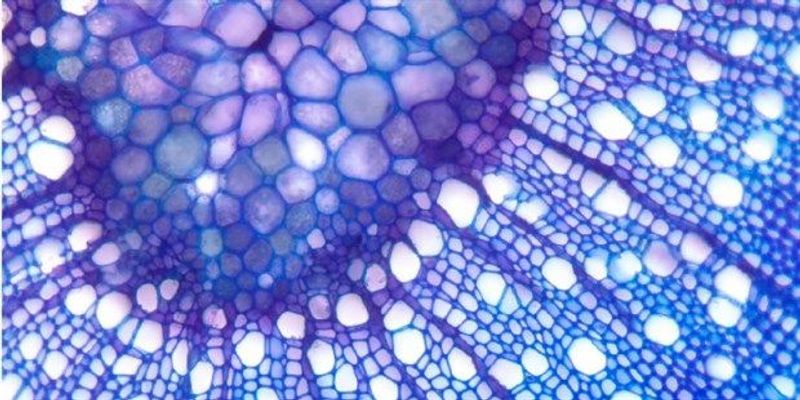 Image of the Day: Lickety-Split | The Scientist