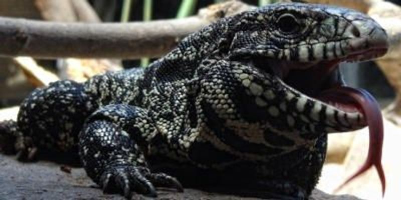 Lizard Secretes Heat | The Scientist