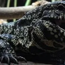 Reptiles | The Scientist