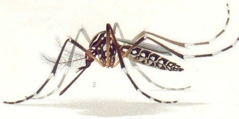 Mutant Mosquitoes Deployed to Stop Zika, Dengue | The Scientist