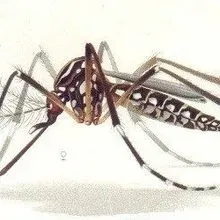 Mutant Mosquitoes Deployed to Stop Zika, Dengue | The Scientist