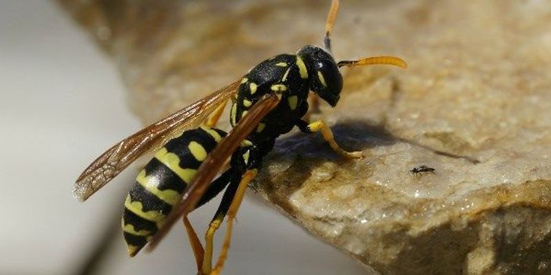 Yeasts Mate in Wasp Guts | The Scientist