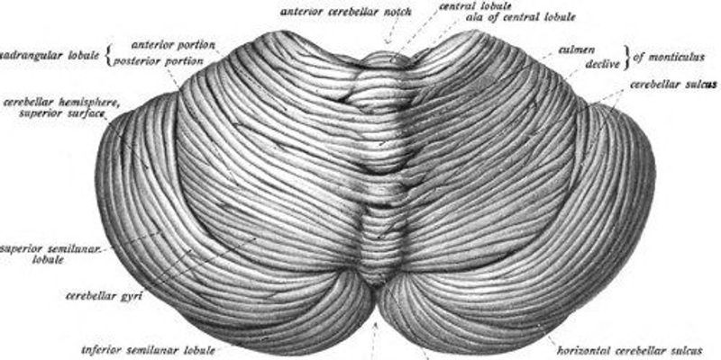How Blasts Affect the Brain | The Scientist