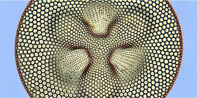 Image of the Day: Microscopic Mosaic | The Scientist