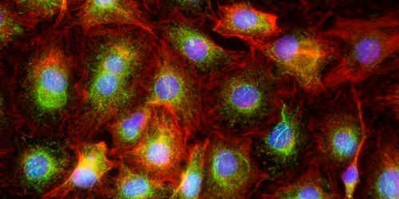 Name That Cell Type! | The Scientist