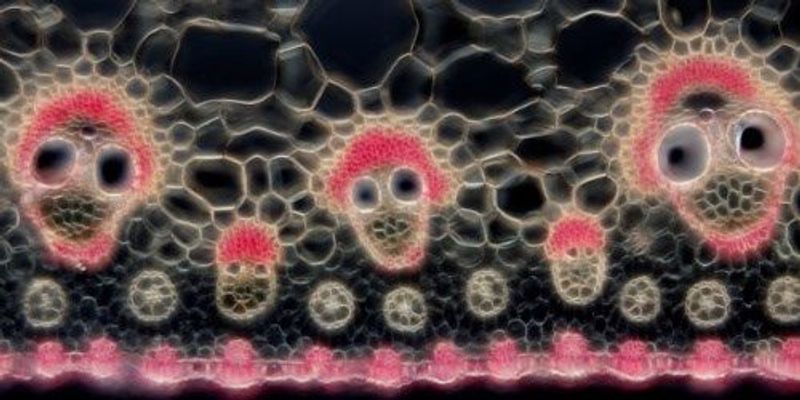Image of the Day: Freaky Faces | The Scientist Magazine®