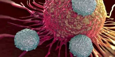 LabQuiz: Immunodeficient Mouse Models | The Scientist