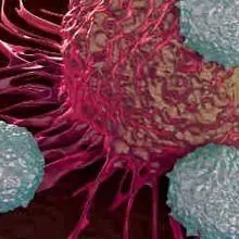 LabQuiz: Immunodeficient Mouse Models | The Scientist