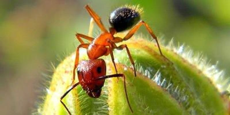 Epigenetic Alterations Determine Ant Behavior | The Scientist