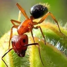 Epigenetic Alterations Determine Ant Behavior | The Scientist