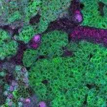 Image of the Day: Stem Cell Shift | The Scientist