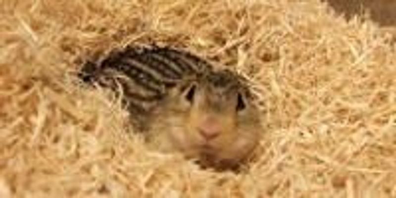 Sleepy Squirrels | The Scientist