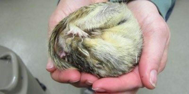 Heart-Healthy Hibernators | The Scientist