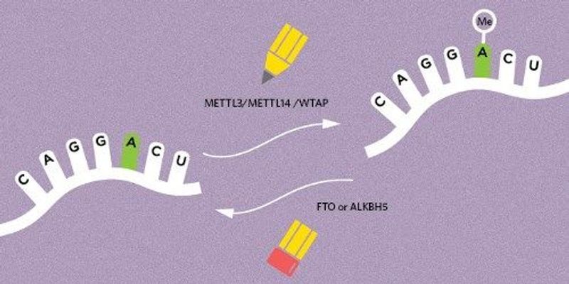 RNA Methylation Dynamics | The Scientist