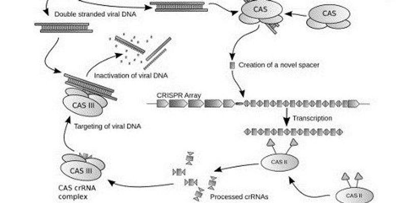 Year in Review: Biggest Life Science Stories of 2015 | The Scientist
