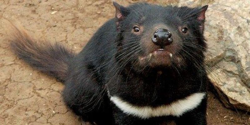 Second Contagious Cancer Found in Tasmanian Devils | The Scientist
