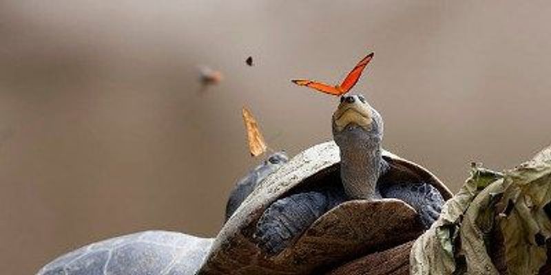 2015’s Most-Viewed Images of the Day | The Scientist