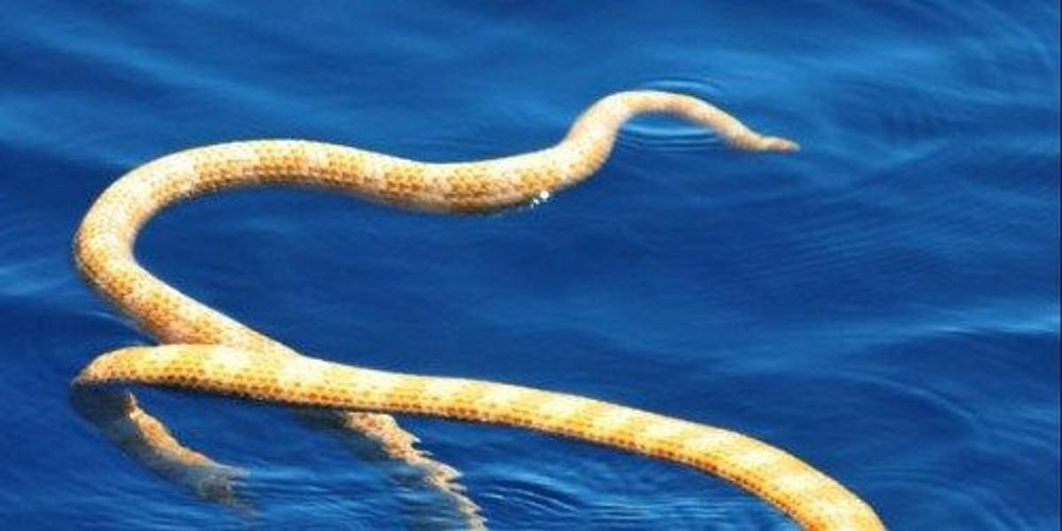Sea Serpents When Summer Meant Sea Serpents | History Today