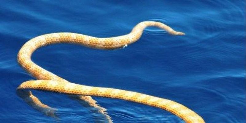 Image of the Day: Sea Serpents | The Scientist