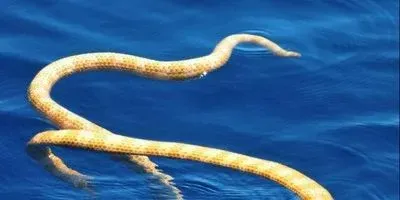 Image of the Day: Sea Serpents | The Scientist