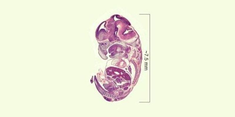 Mice Develop with Human Stem Cells | The Scientist