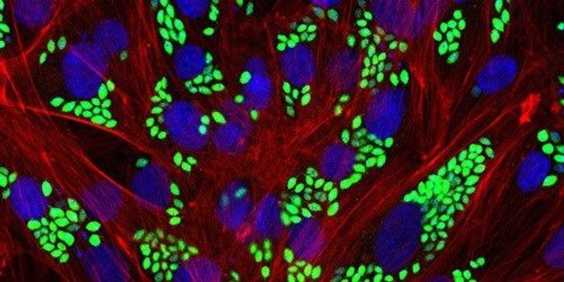 Image of the Day: Iridescent Infection | The Scientist