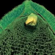 Image of the Day: Ancient Angiosperm | The Scientist