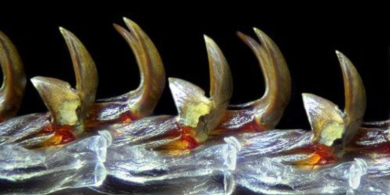 Image of the Day: Rasping Radula | The Scientist