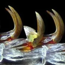 Image of the Day: Rasping Radula | The Scientist