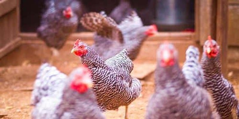 Drug Produced in GM Chicken Approved | The Scientist