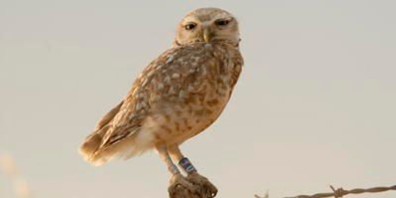 Owl Be Darned | The Scientist