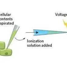 Single-Cell Mass Spec | The Scientist