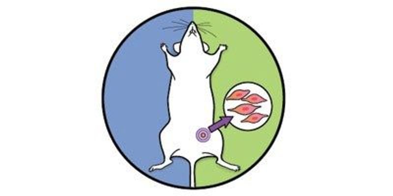 Cellular Workout | The Scientist