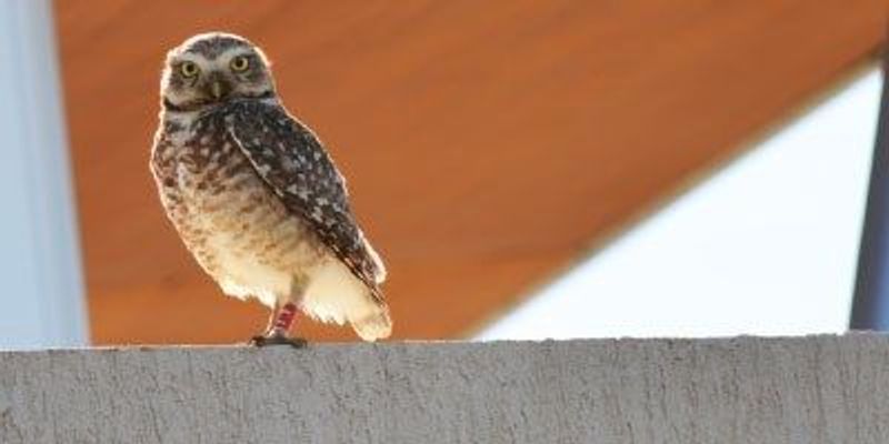 Urban Owl-Fitters | The Scientist