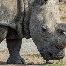 Image of the Day: Rhino Decline | The Scientist