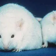 Scientific Method | The Scientist