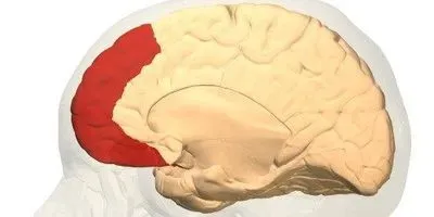 Brain Fold Tied to Hallucinations | The Scientist