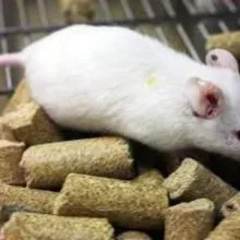 Cold Mice Skewing Data? | The Scientist