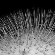 Image of the Day: Fuzzy Vision | The Scientist