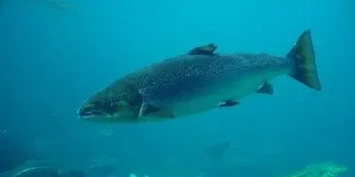 Fish Size, Vision Skills Explained | The Scientist